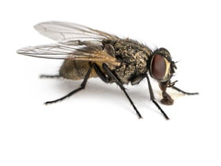Flies Pest Control