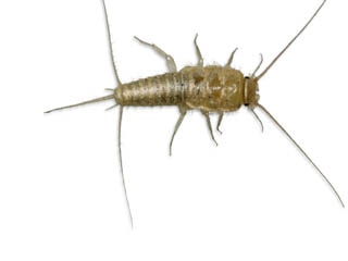 Silverfish Control Melbourne | Call 1300 997 272 | Enviro Safe Pest Control