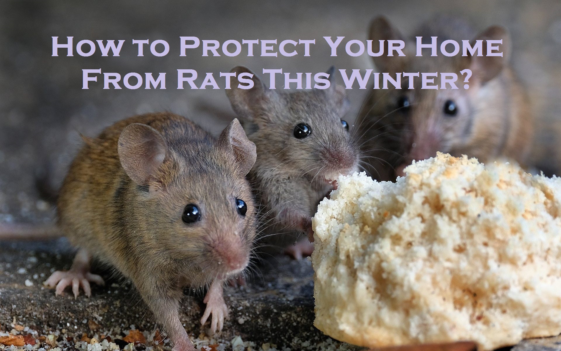 How to Protect Your Home From Rats This Winter? | Enviro Safe Pest Control