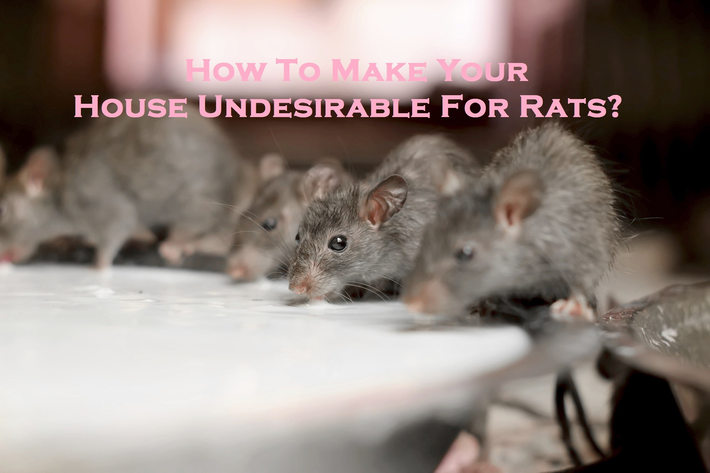 How To Make Your House Undesirable For Rats? | Enviro Safe Pest Control