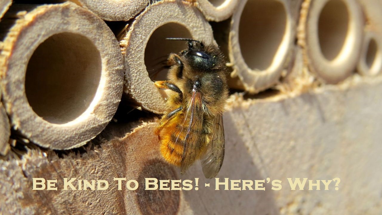 Be Kind To Bees! - Here’s Why? | Enviro Safe Pest Control Melbourne