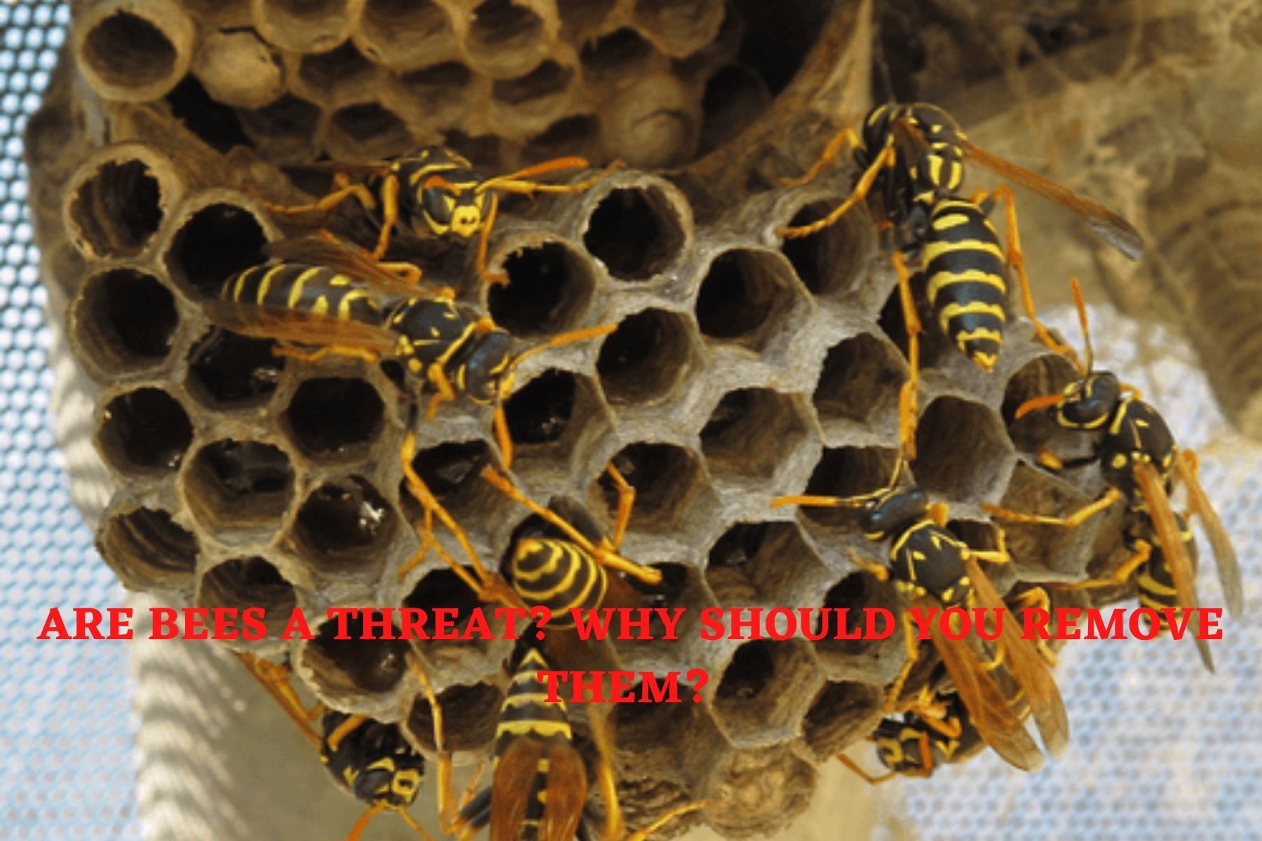 Are Bees A Threat? Why Should You Remove Them? | Enviro Safe Pest