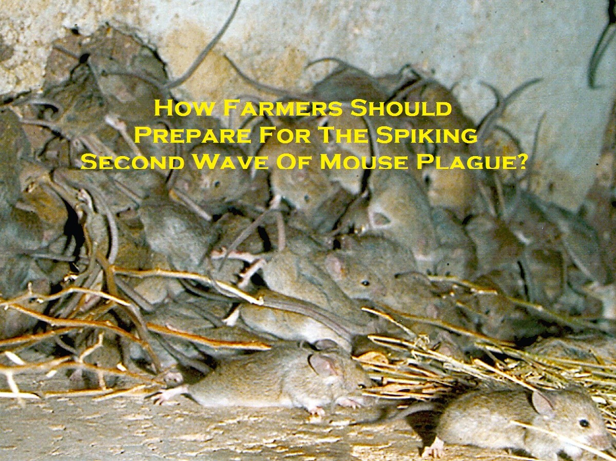 How Farmers Should Prepare For The Spiking Second Wave Of Mouse Plague ...