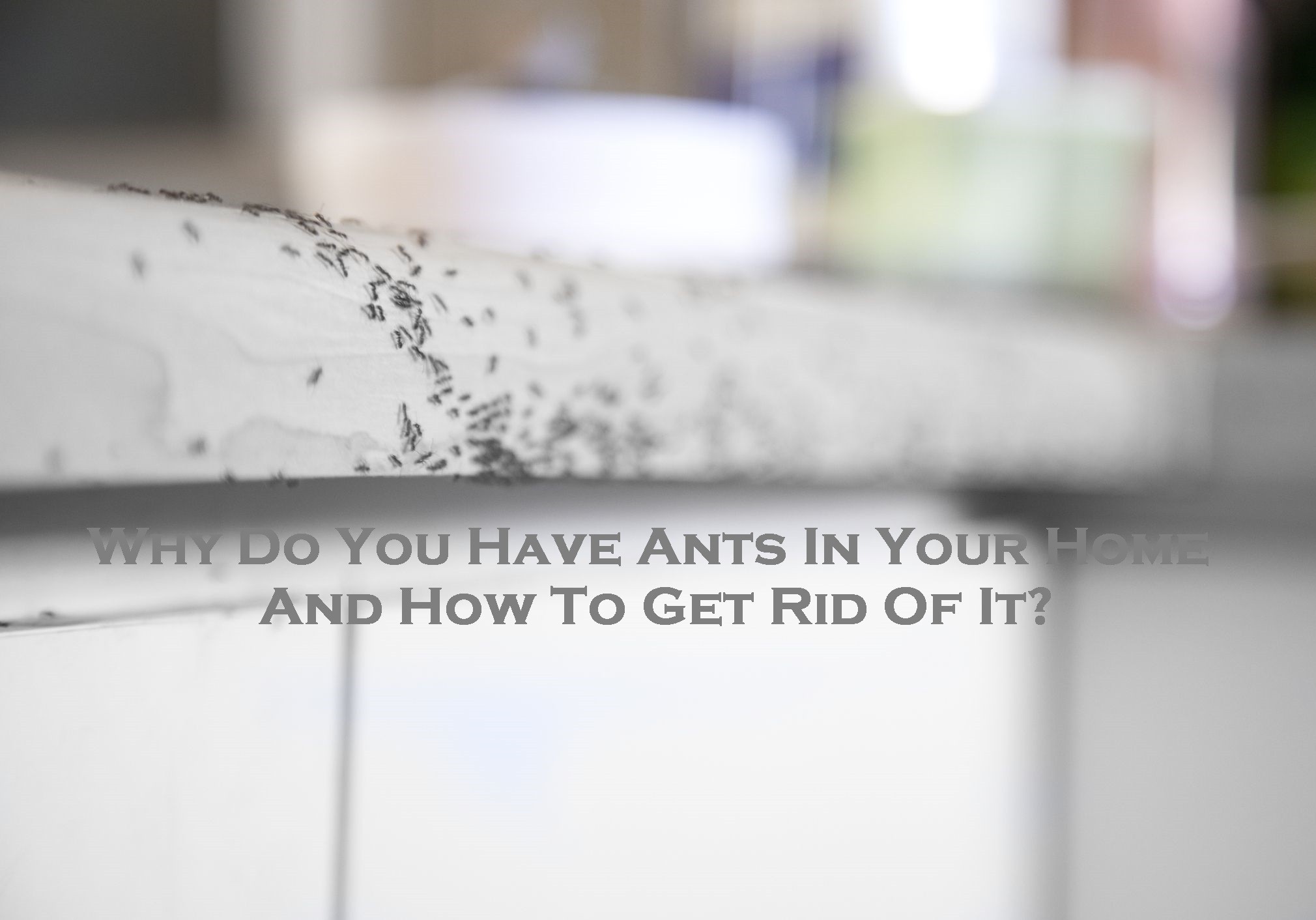 Why Do You Have Ants In Your Home And How To Get Rid Of It? | Enviro ...