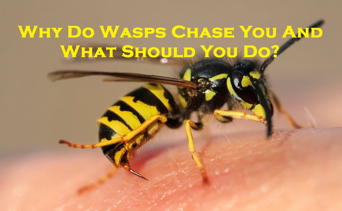 Why Do Wasps Chase You And What Should You Do? | Enviro Safe Pest Control