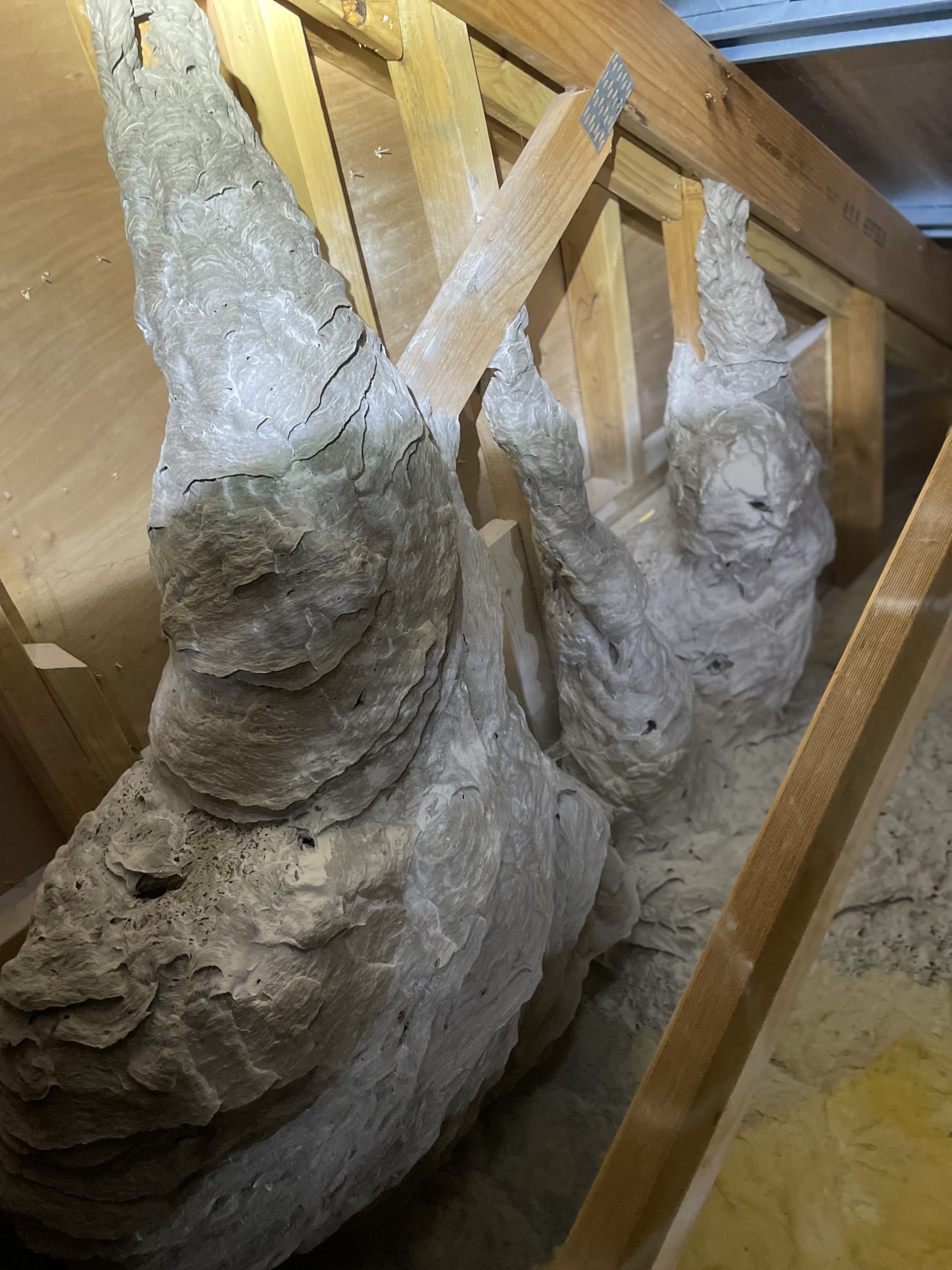 Gigantic Wasps Nest Discovered in North West Suburb of Melbourne ...