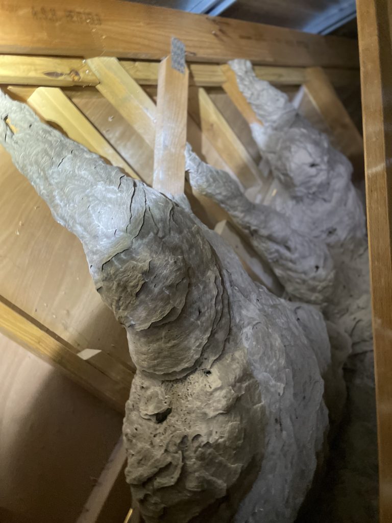 Gigantic Wasps Nest Discovered in North West Suburb of Melbourne ...