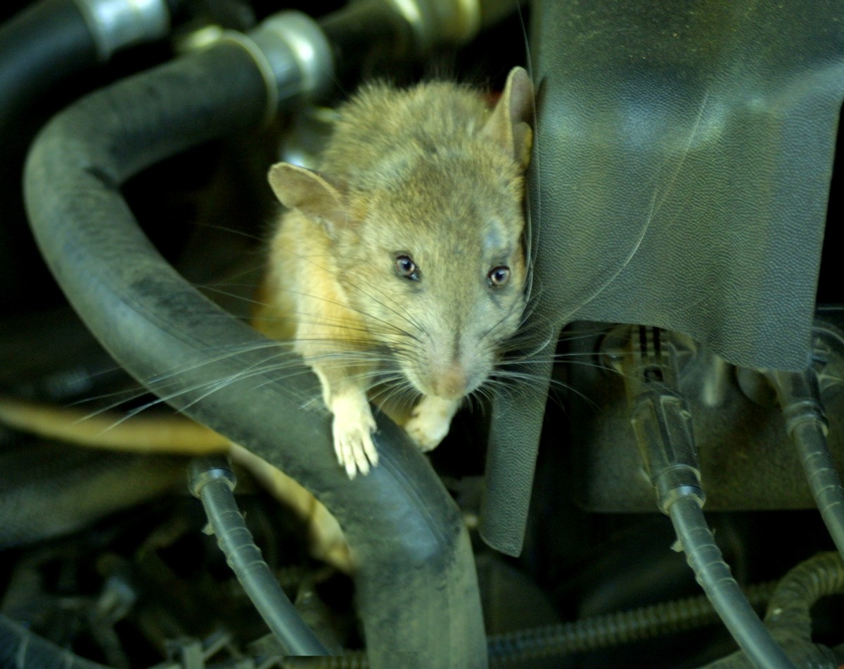 Rat Infestation Woes: The Costly Burden On Car Owners