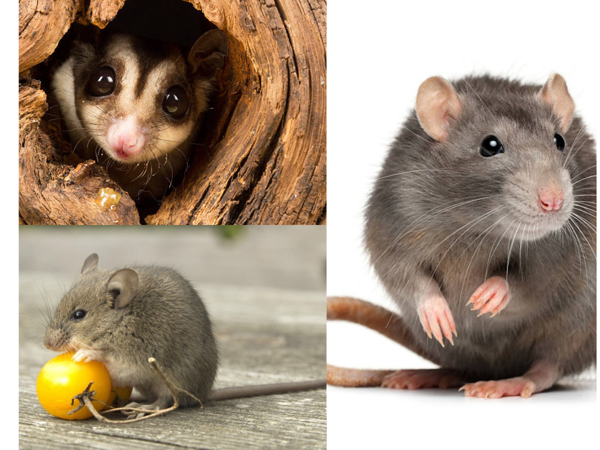 What Are The Most Active Pests in Autumn?