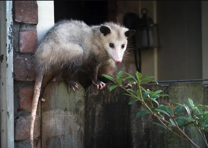 Possum repellent store